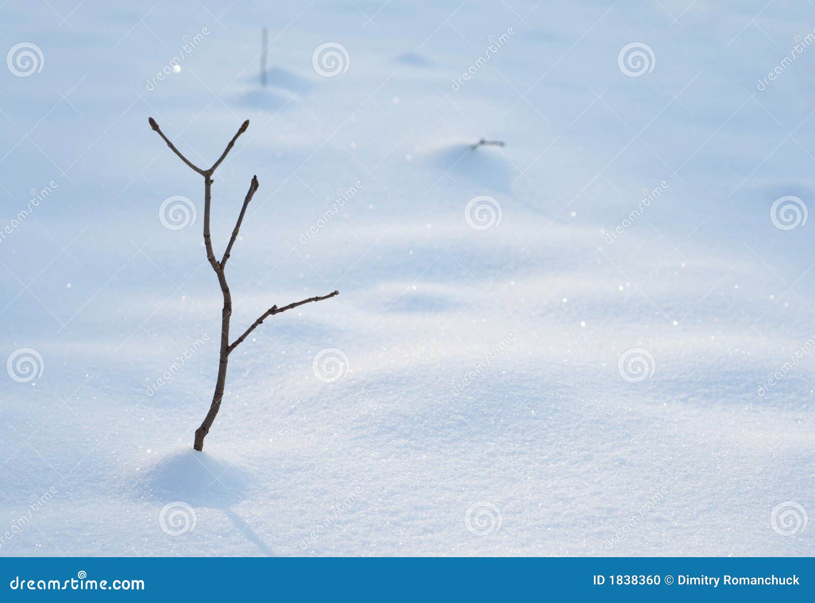 Snow branch stock photo. Image of bare, winter, snowflake - 1838360