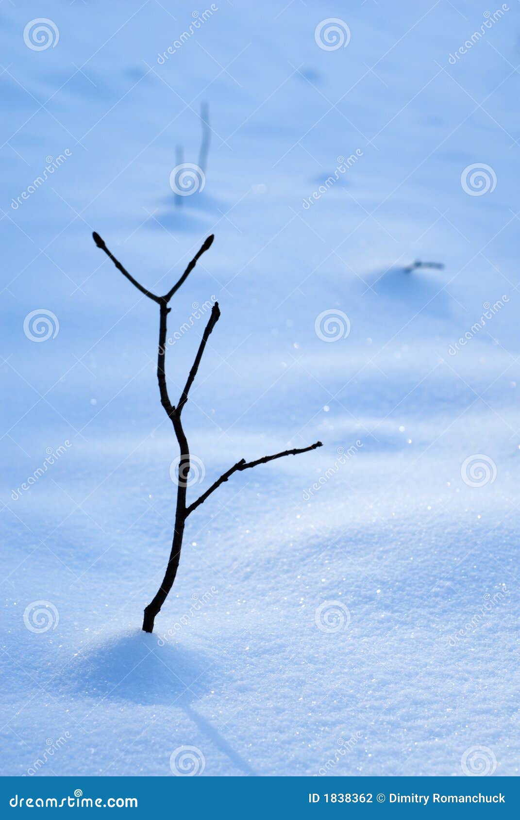 Snow branch stock photo. Image of snow, seasonal, pines - 1838362