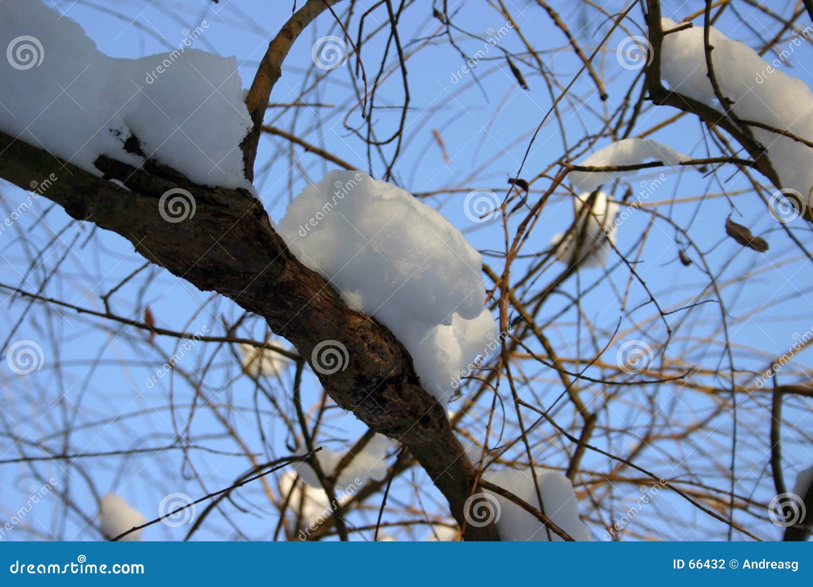 Snow on branch 2 stock photo. Image of light, blue, snow - 66432