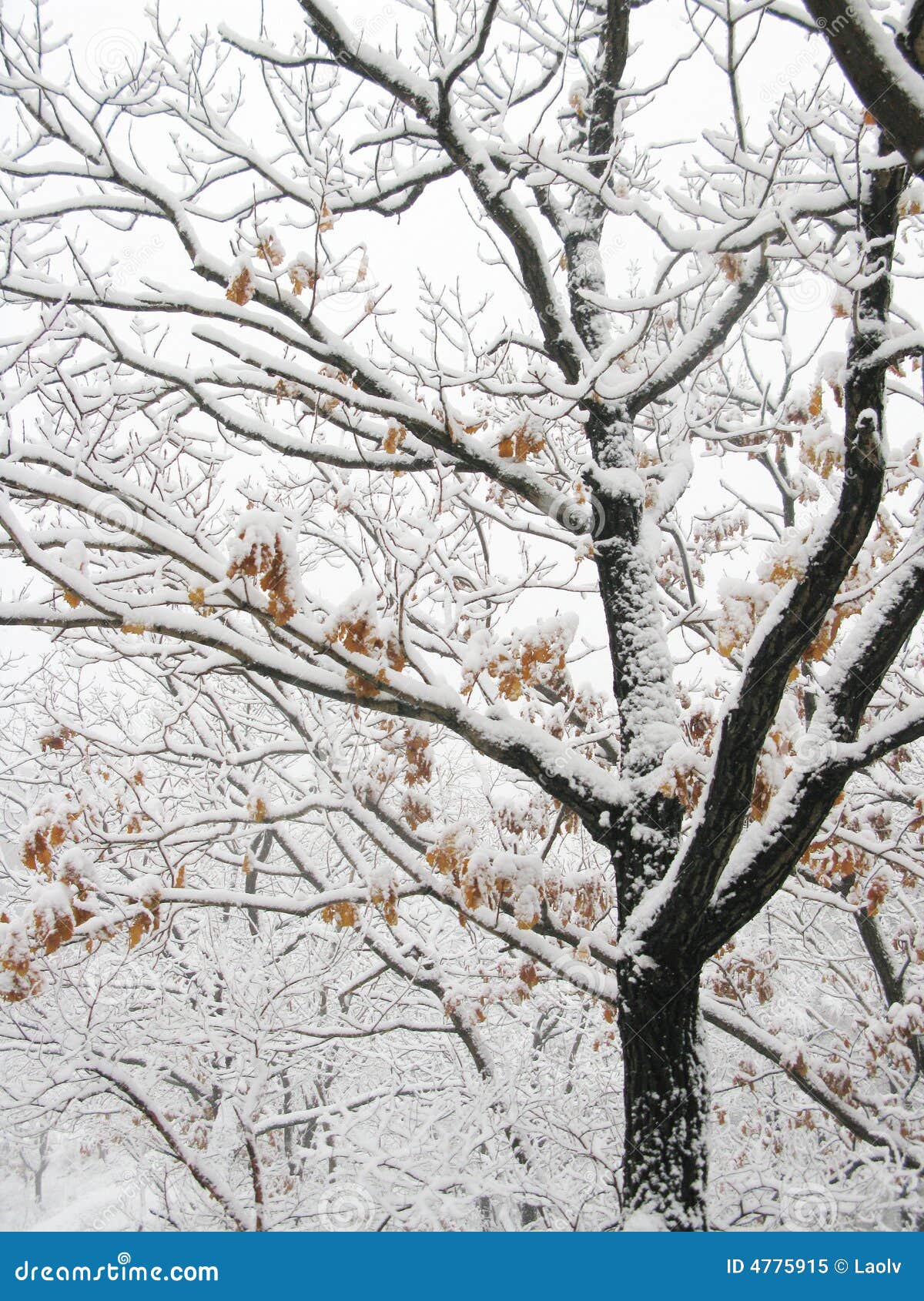 Snow branch stock image. Image of frost, background, tranquil - 4775915