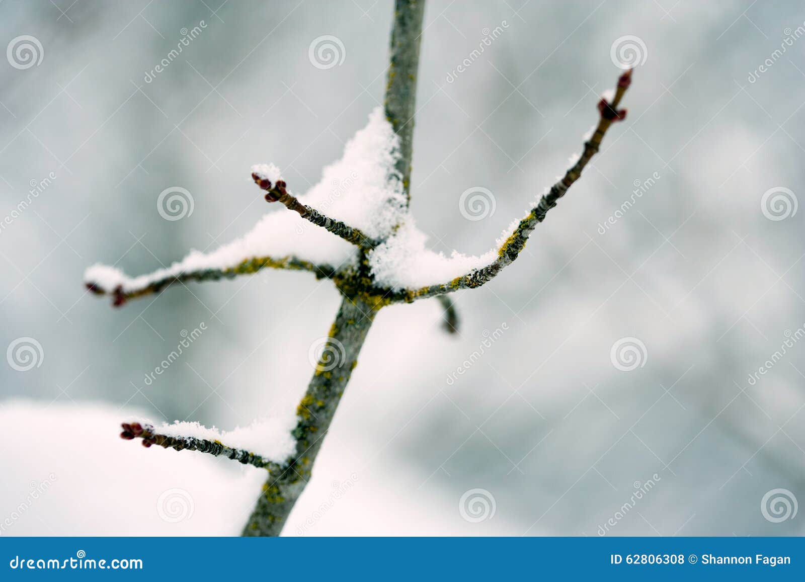 Snow on a branch stock photo. Image of canada, holiday - 62806308