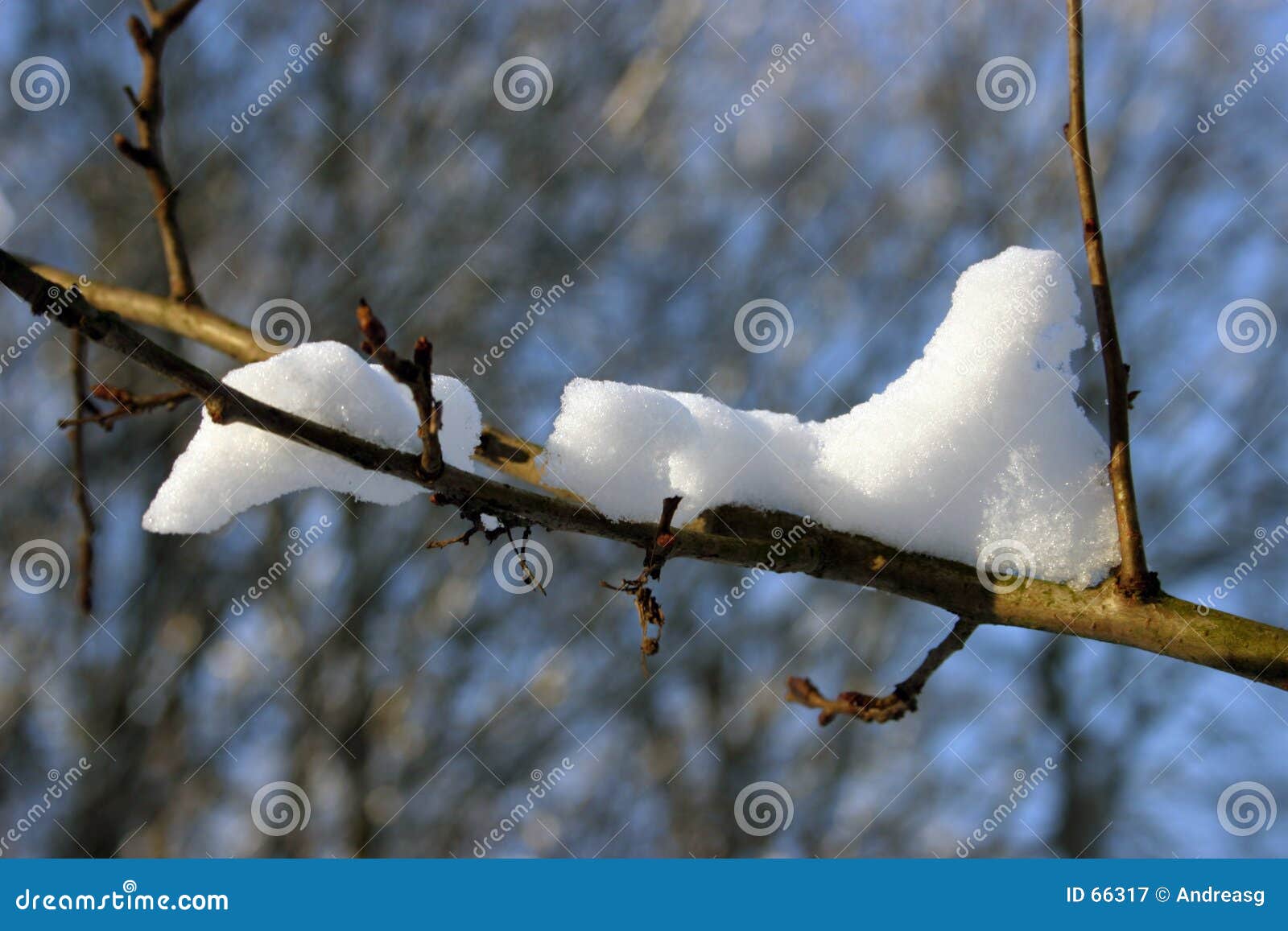 Snow on branch stock image. Image of shining, macro, branch - 66317