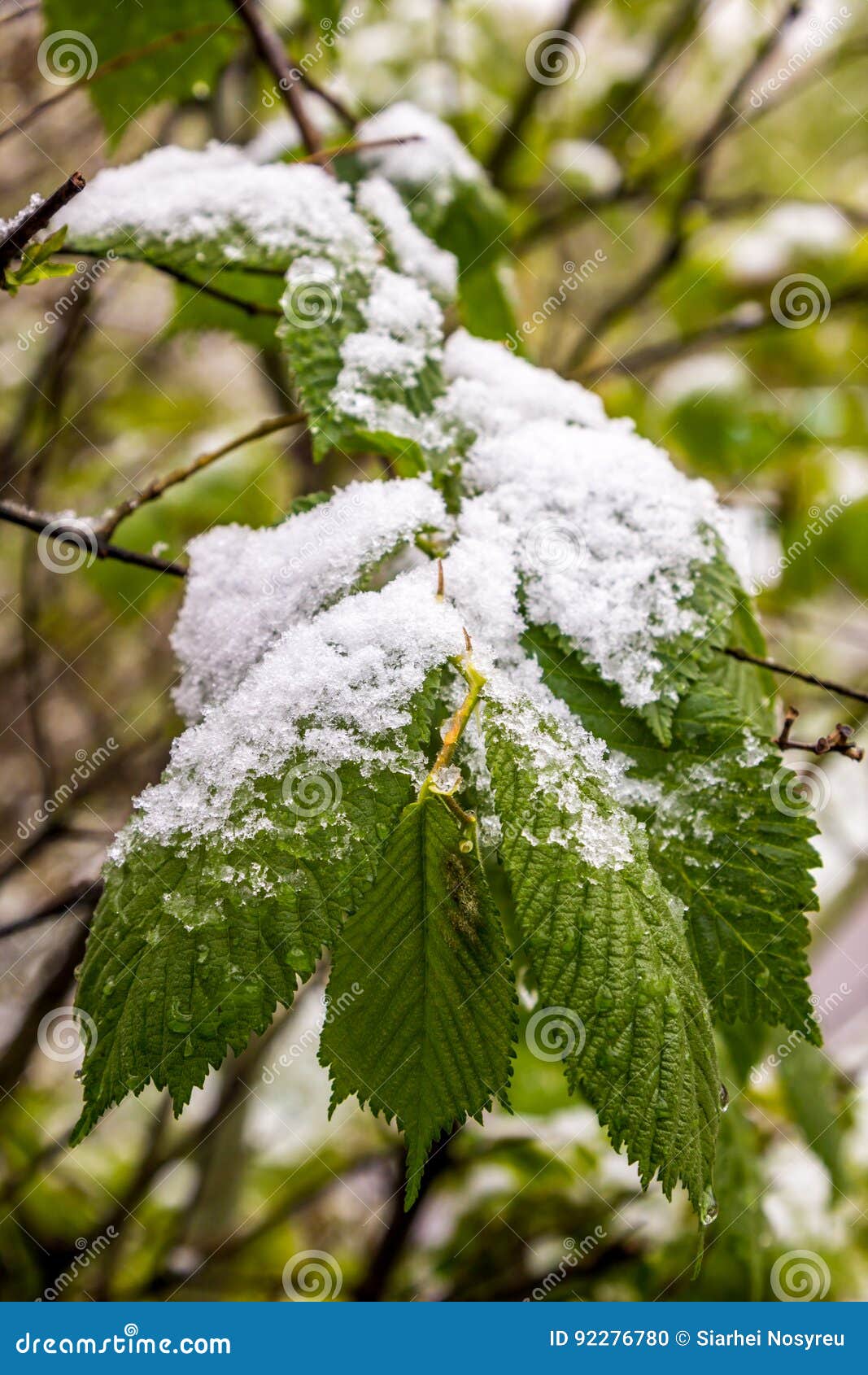 Snow on Branch of Blooming Tree in Spring. Stock Photo - Image of drops ...