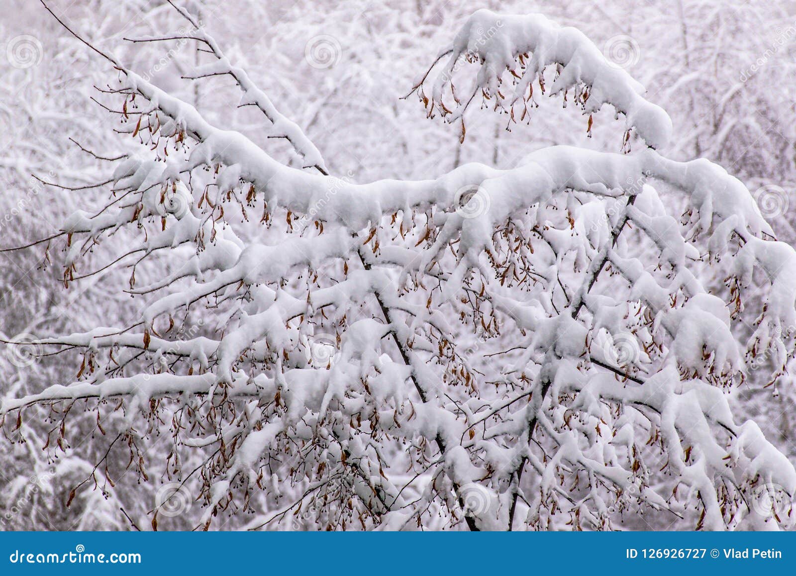 Snow on branch stock image. Image of weather, bright - 126926727