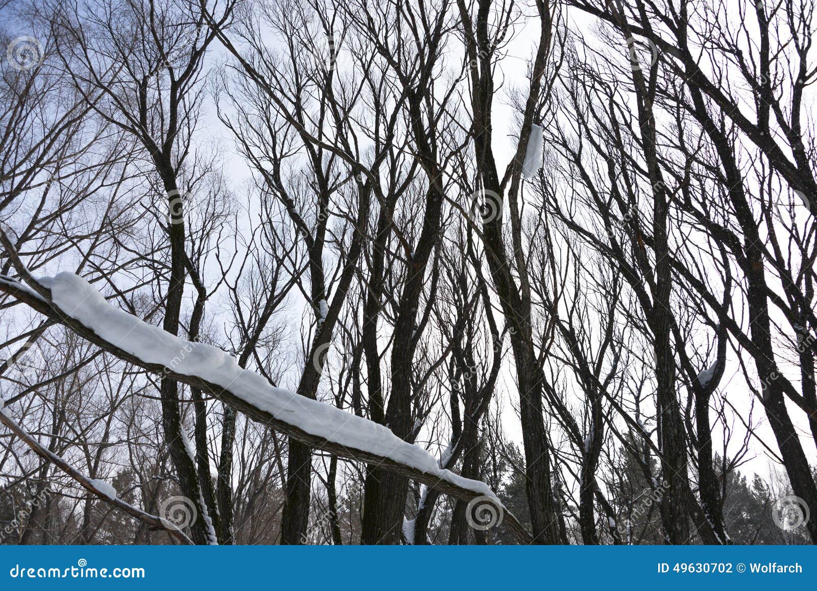 Snow on a branch of a tree stock photo. Image of branch - 49630702