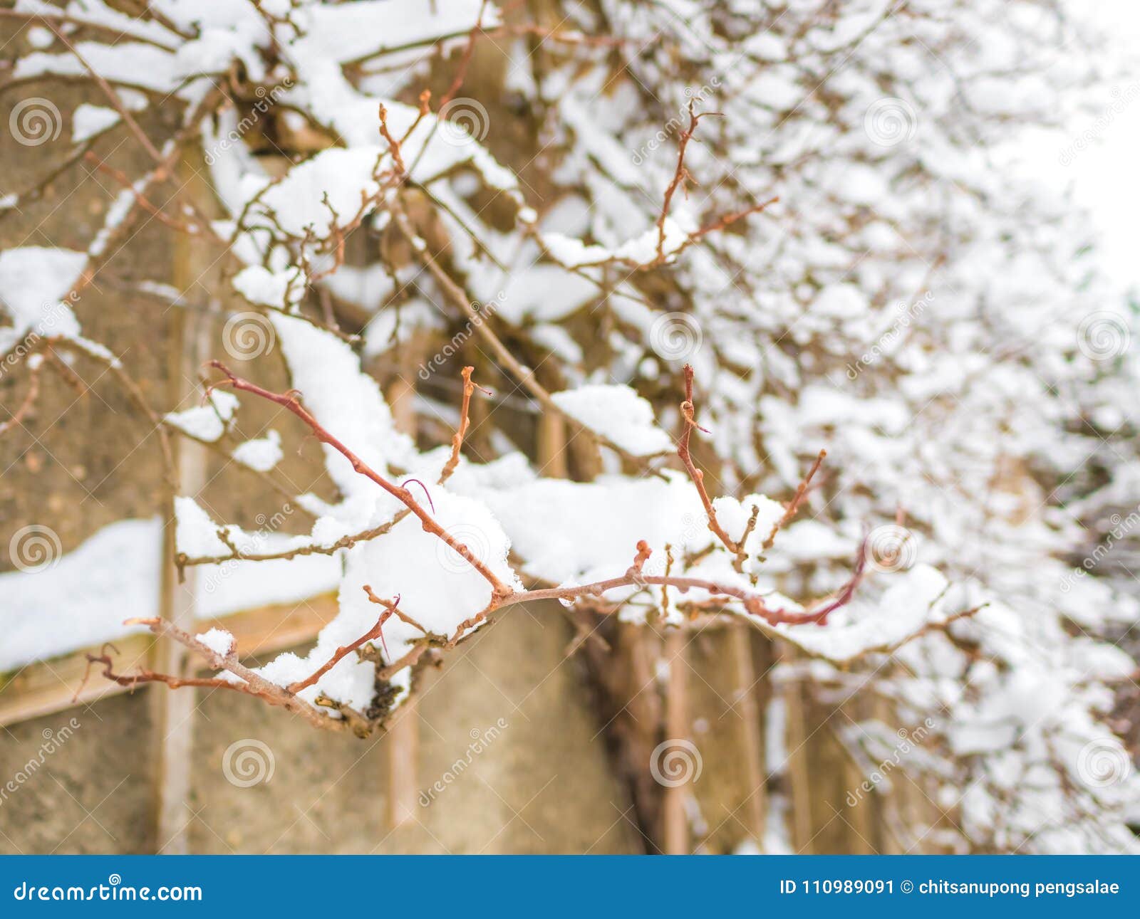 The Snow on a Branch in the Winter. Snow Cap. Nature on the Wall Stock ...