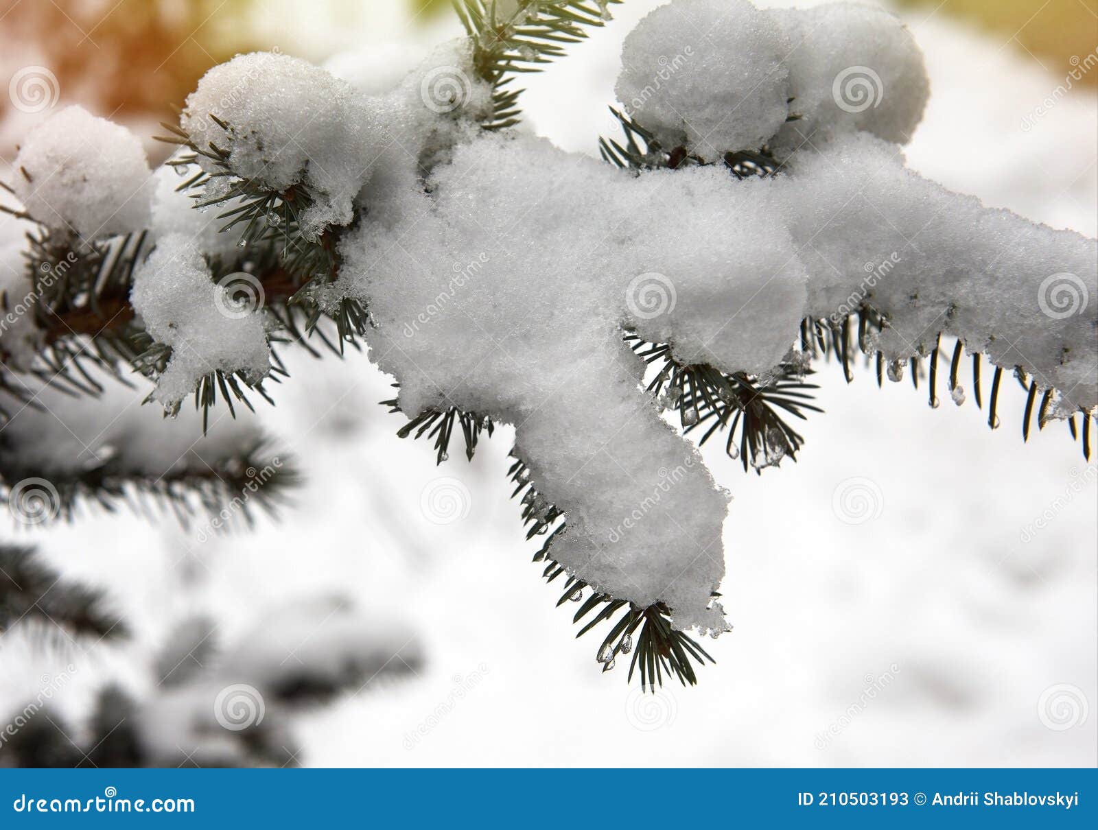 Snow on a Branch in Winter. Close-up Stock Image - Image of light, copy ...