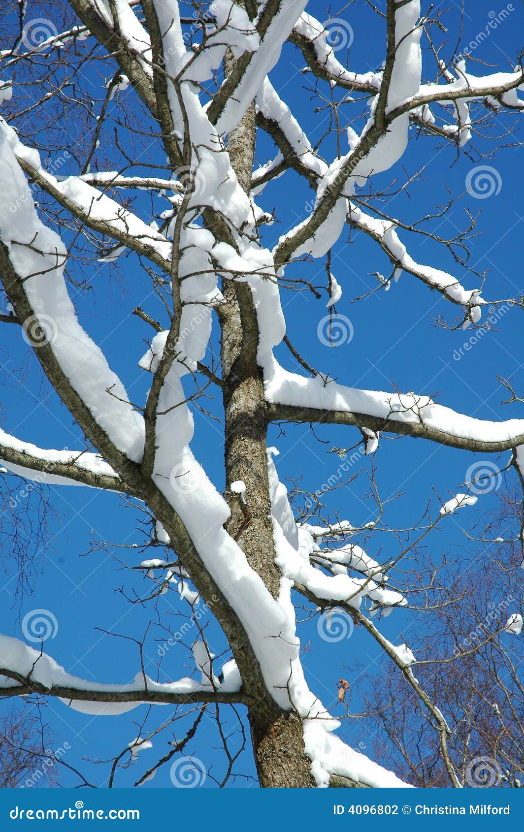 Snow on Branches stock photo. Image of heavy, branches - 4096802