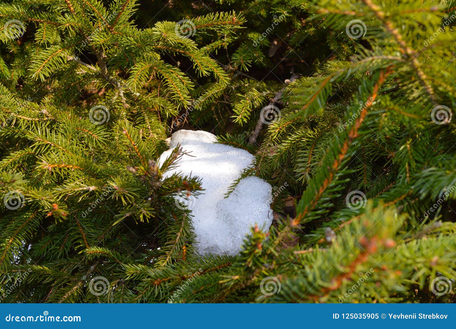 Snow on the Branches of the Christmas Tree Stock Image - Image of ...