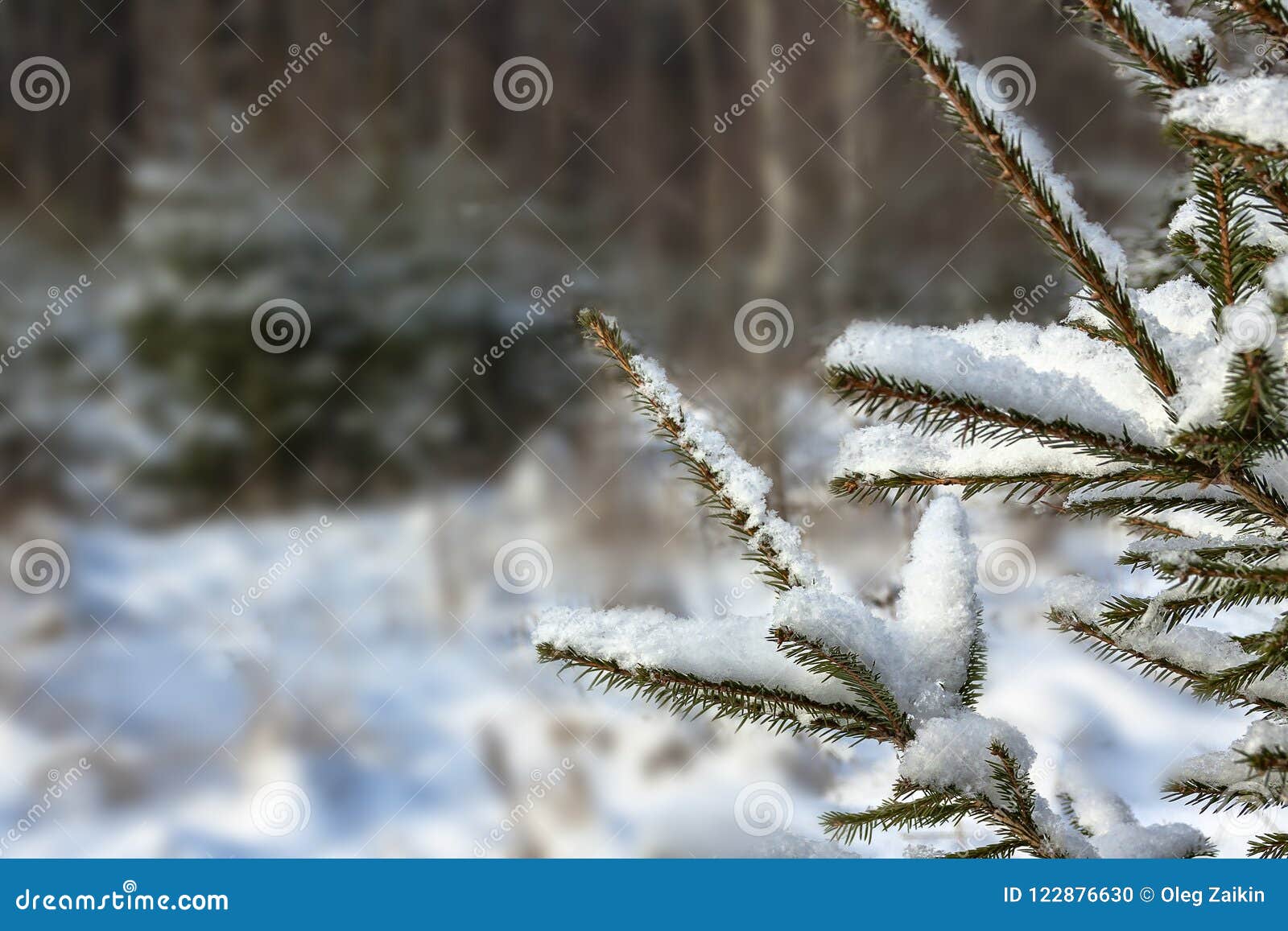 Snow on the Branches of a Christmas Tree in the Winter. Stock Photo ...