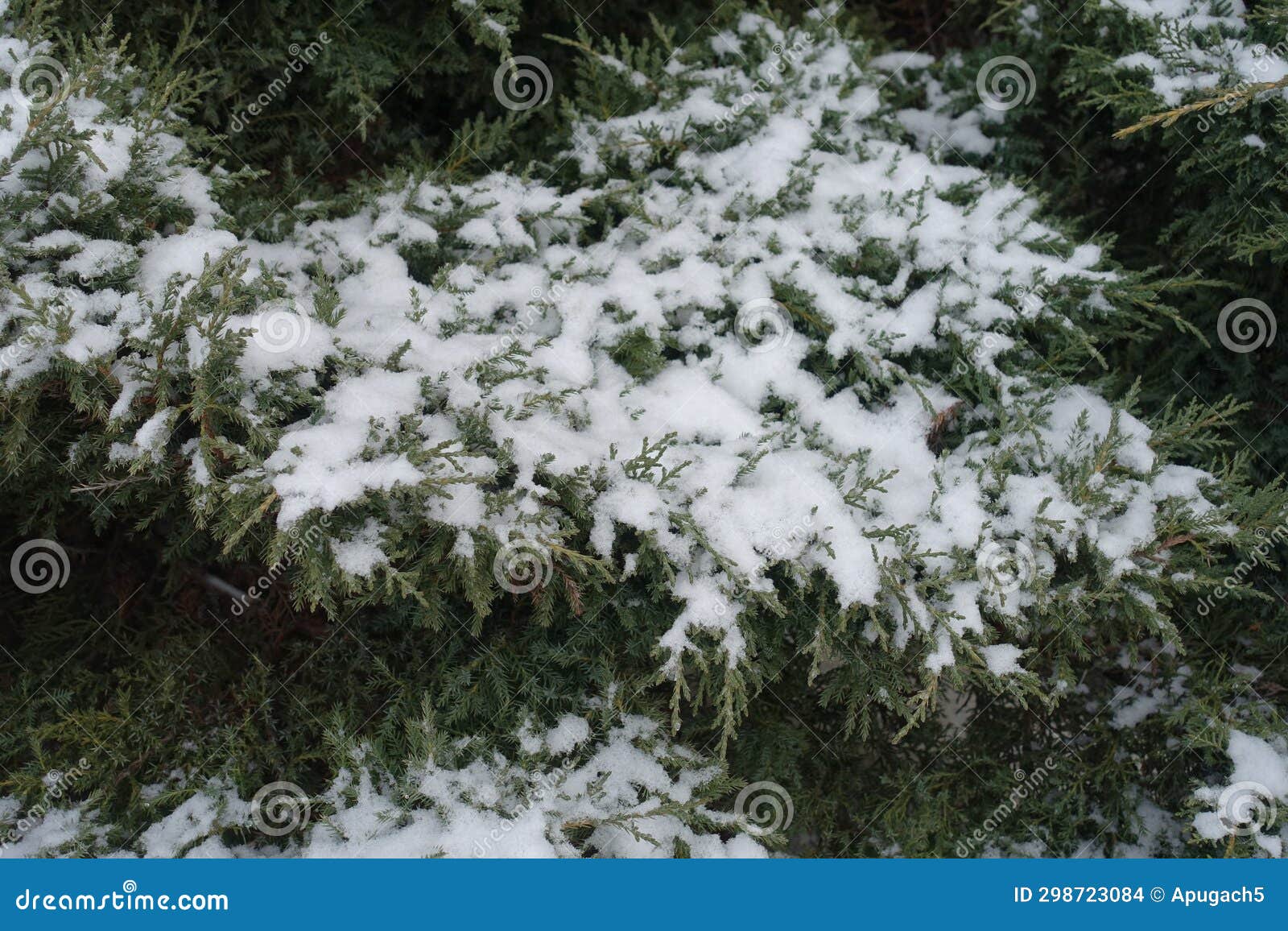 Snow on Branches of Juniper in January Stock Photo - Image of media, green: 298723084