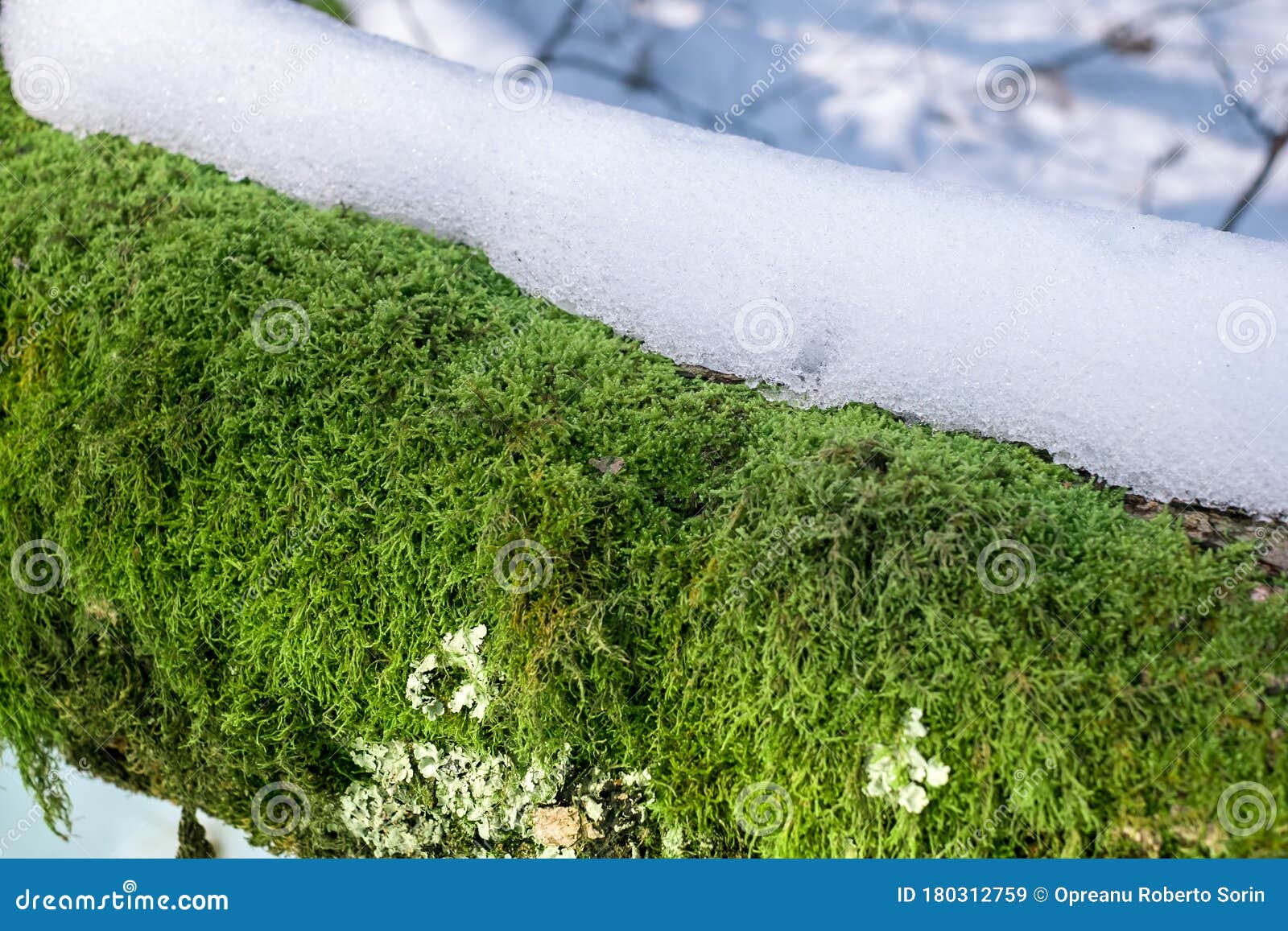 Snow on Branches with Moss and Lichen Stock Image - Image of cold ...