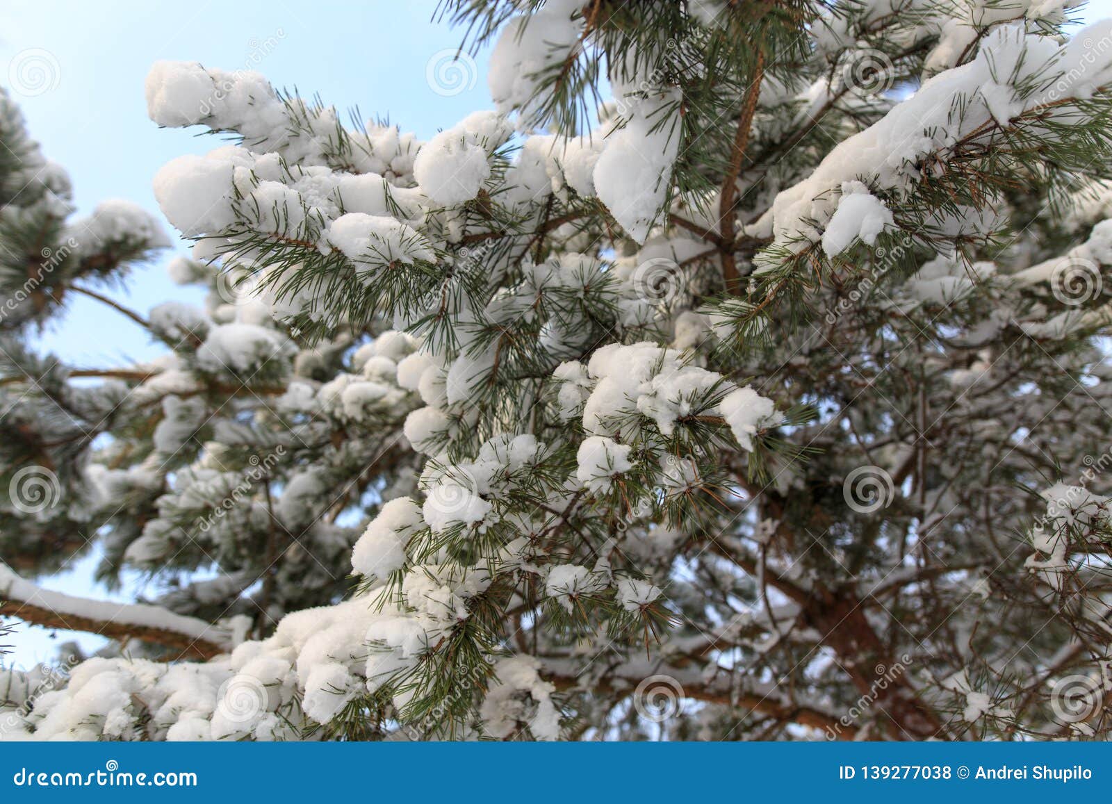 Snow on the Branches of a Pine Tree in the Nature Stock Photo - Image ...