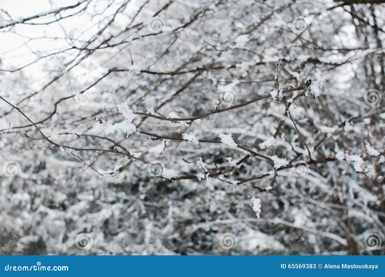 Snow on the Branches while Snowing Stock Image - Image of natural ...