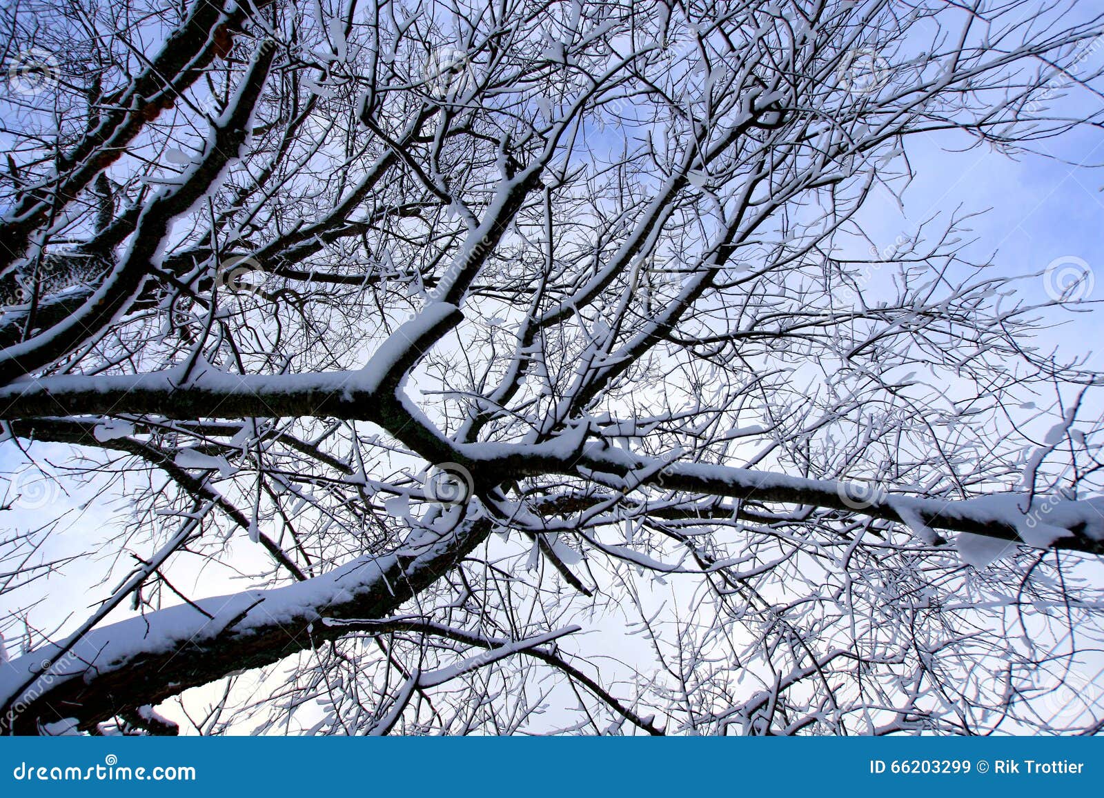 Snow branches stock image. Image of winter, twigs, storm - 66203299