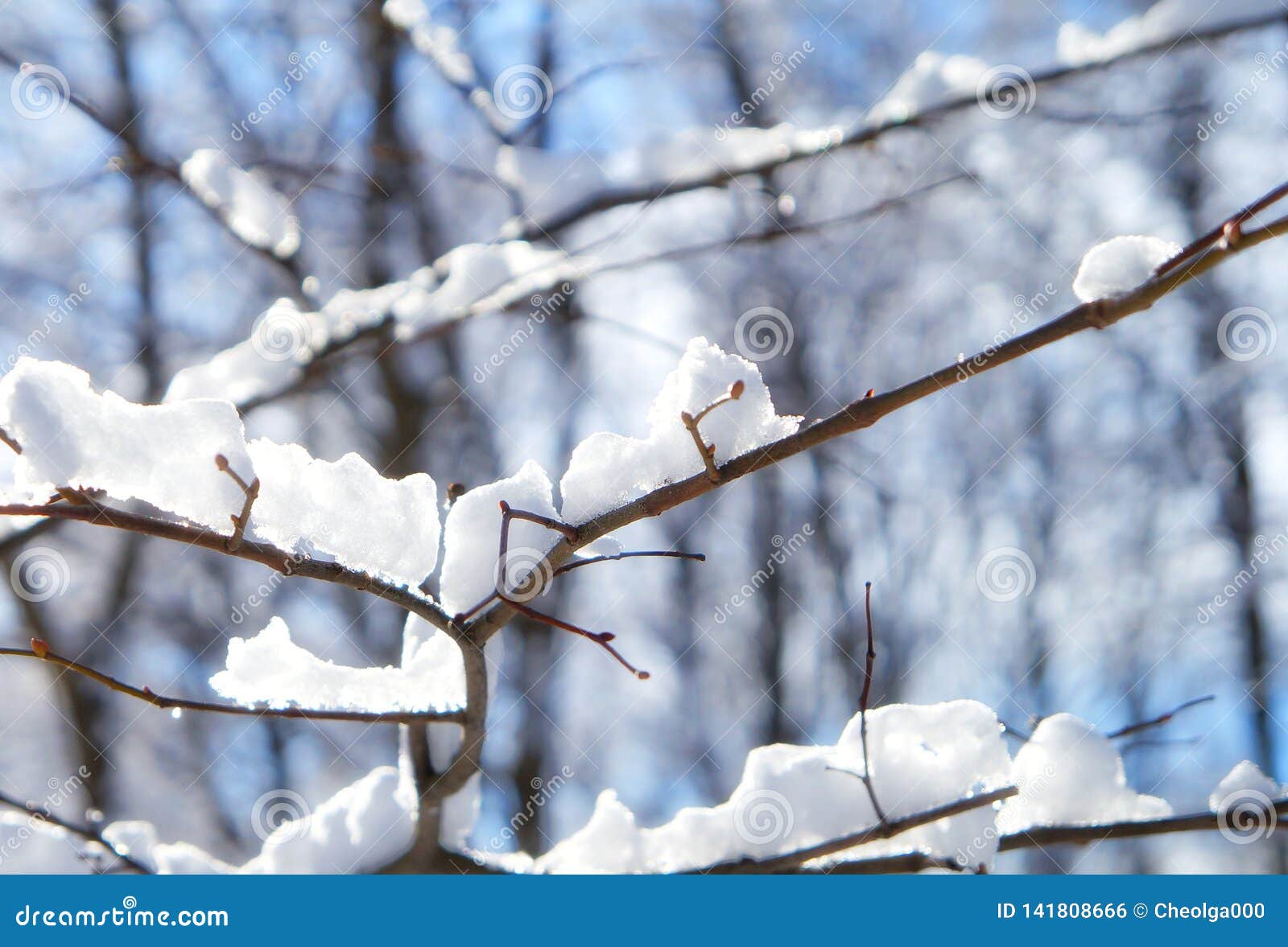 Snow on tree branches stock photo. Image of postcard - 141808666