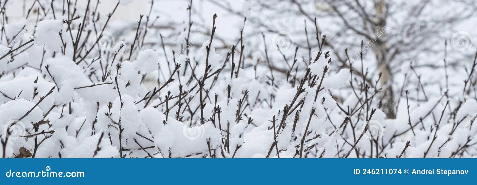 Snow on the Branches of Trees and Bushes after a Snowfall Stock Photo ...