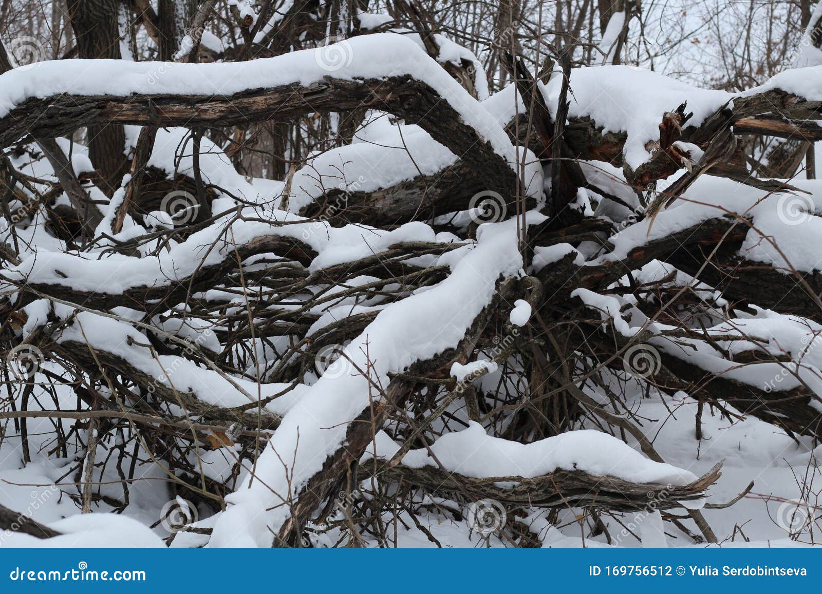 Snow on the Branches of the Willow. Snow Chimera Stock Photo - Image of ...
