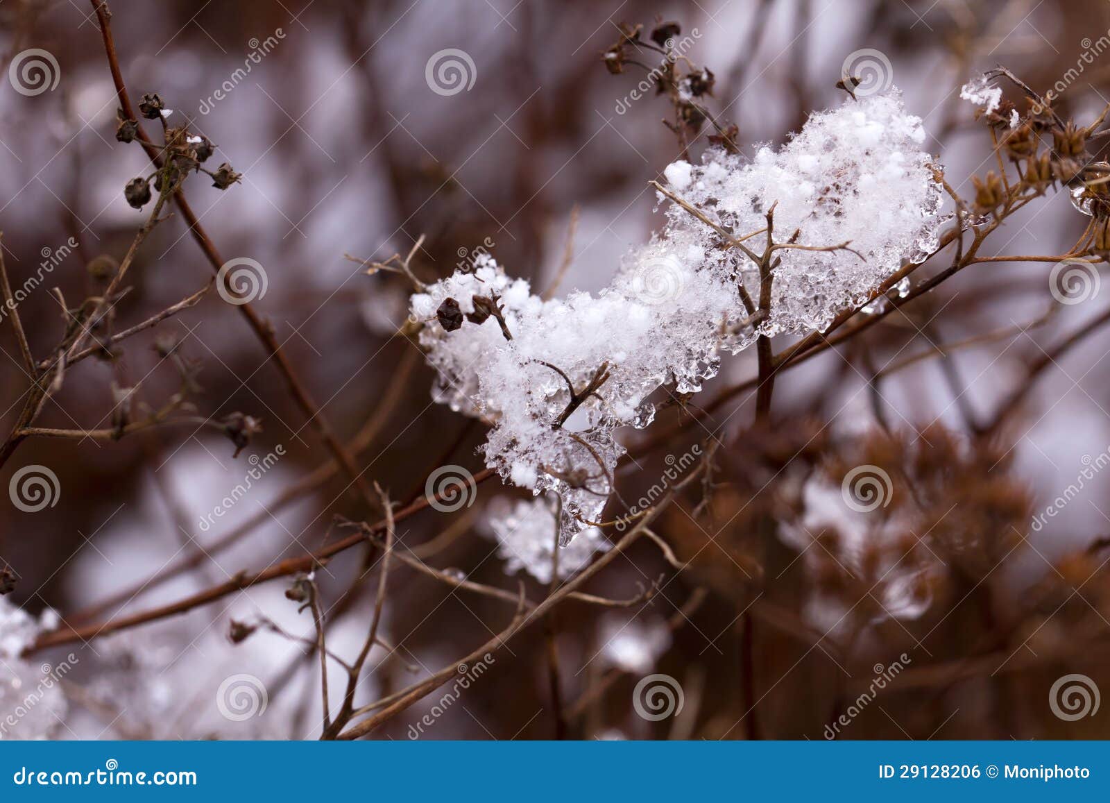 Snow Branches in the Winter , Close Up Shot Stock Photo - Image of ...