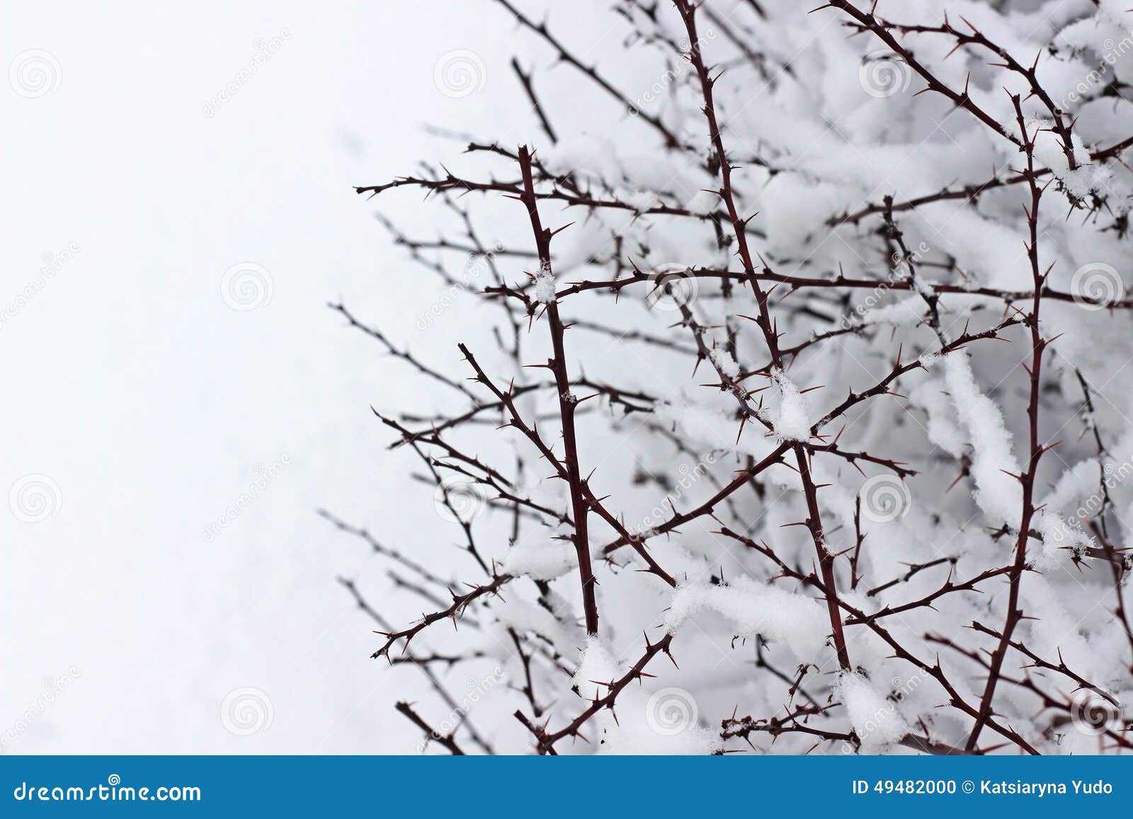 Snow branches stock photo. Image of bush, text, frost - 49482000