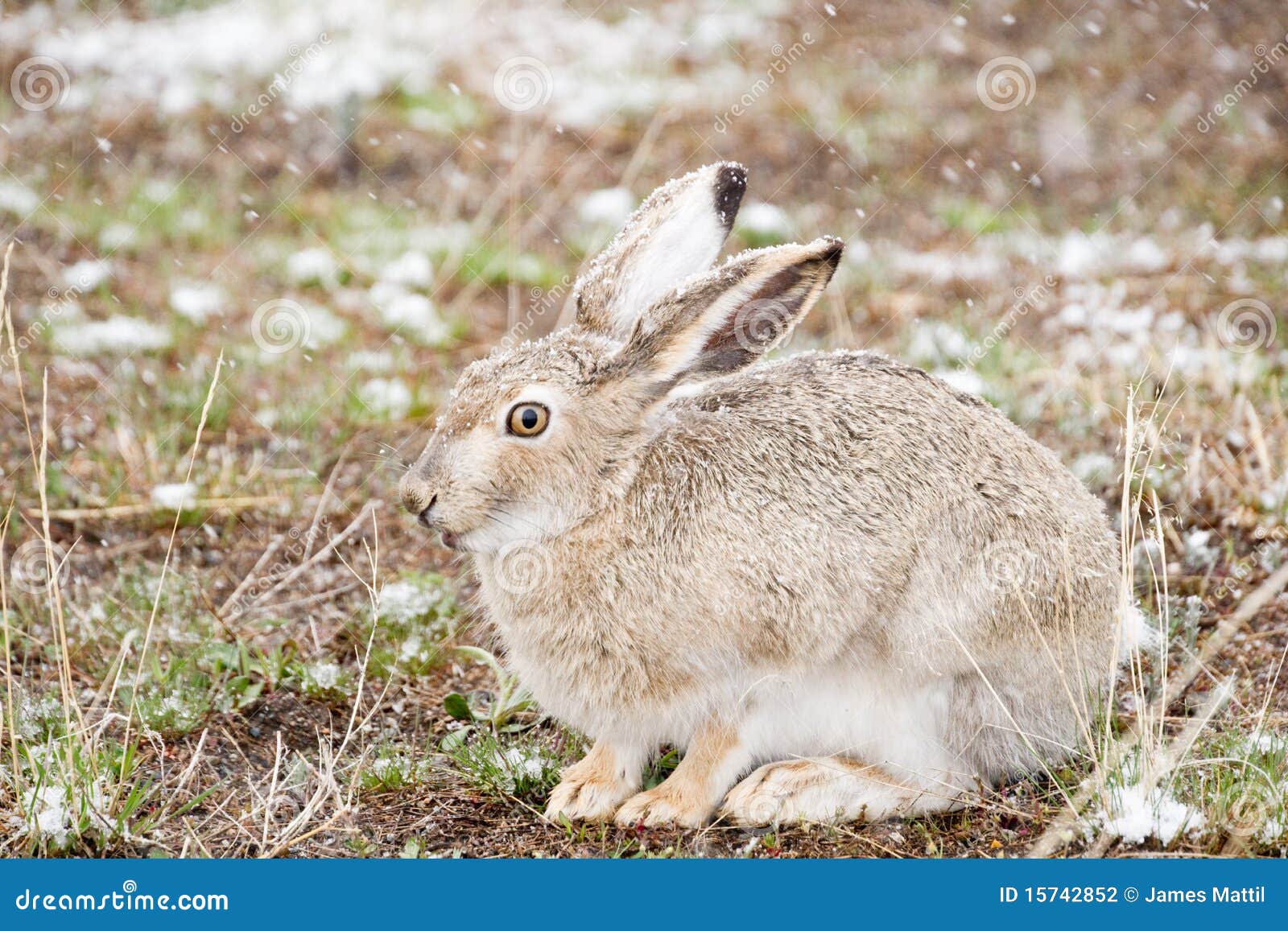 Snow Bunny stock photo. Image of animal, eyes, furry - 15742852
