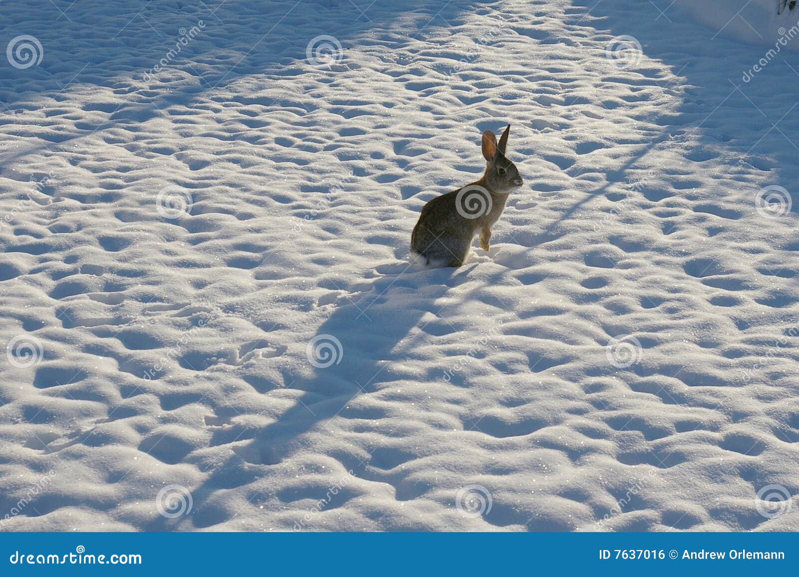 Snow Bunny stock photo. Image of outdoors, animal, background - 7637016