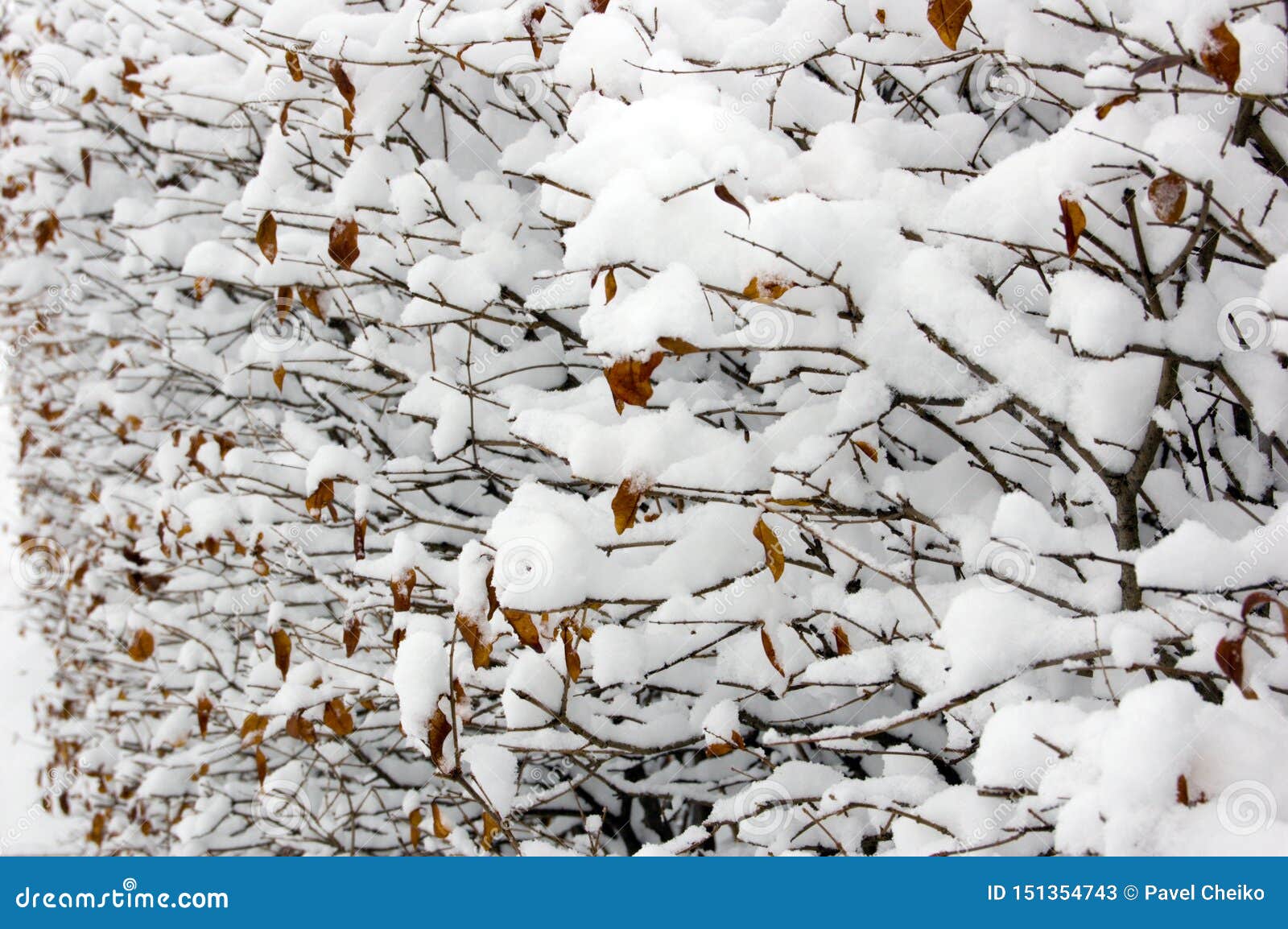 Snow on the bush stock image. Image of january, shape - 151354743