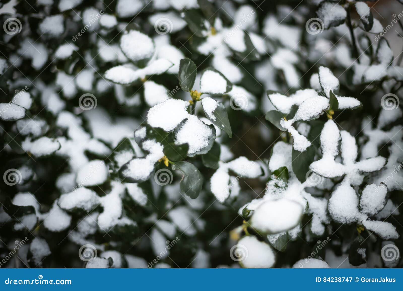 Snow on bush stock image. Image of green, season, freeze - 84238747