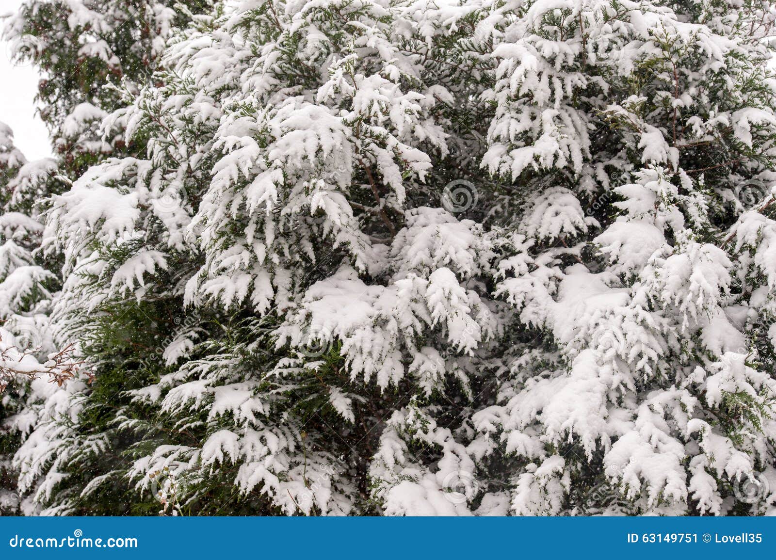 Snow on bushes stock image. Image of tree, foliage, holiday - 63149751