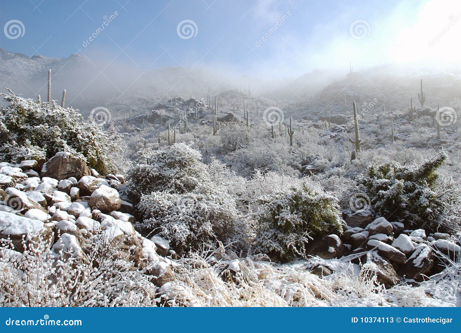 Snow on cactus stock image. Image of scenics, arizona - 10374113