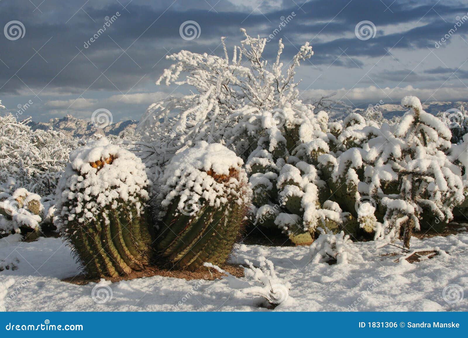Snow Cactus stock photo. Image of cactus, snowstorm, arizona - 1831306