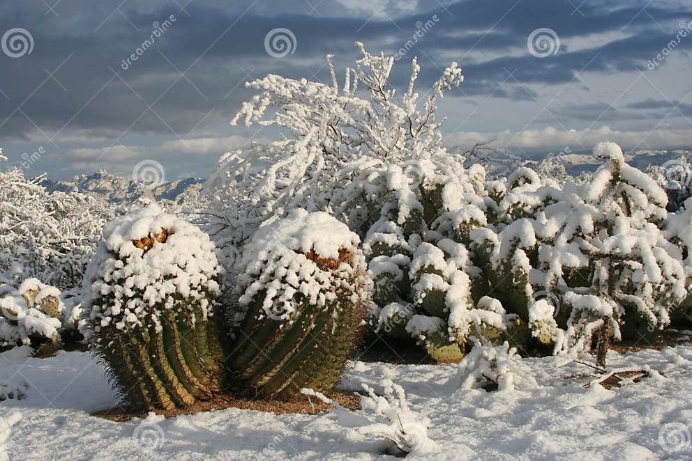 Snow Cactus stock photo. Image of cactus, snowstorm, arizona - 1831306
