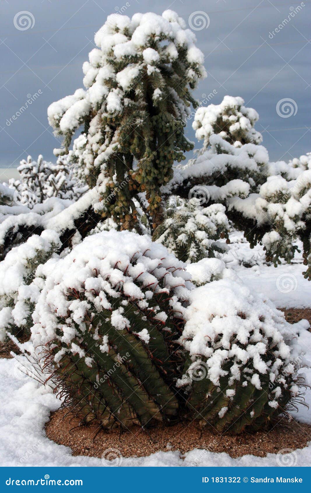 Snow Cactus stock photo. Image of winter, bush, plant - 1831322