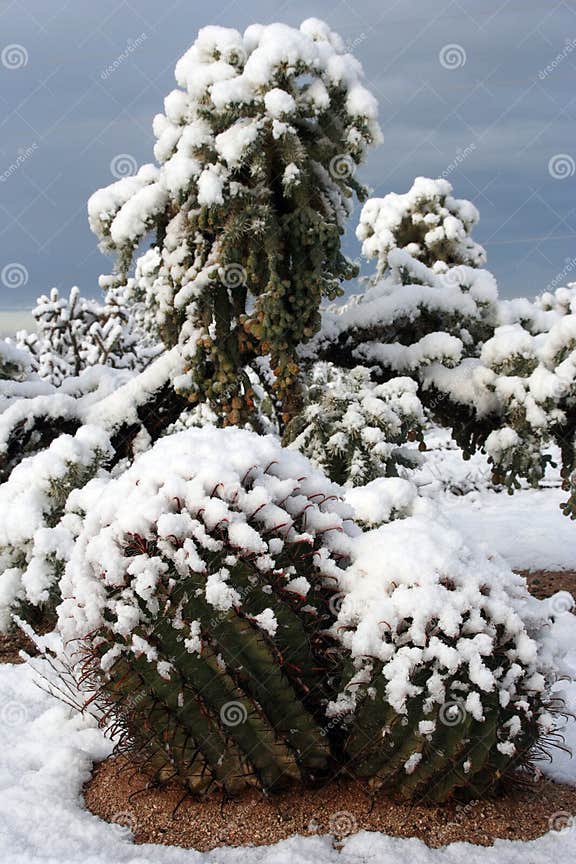 Snow Cactus stock photo. Image of winter, bush, plant - 1831322