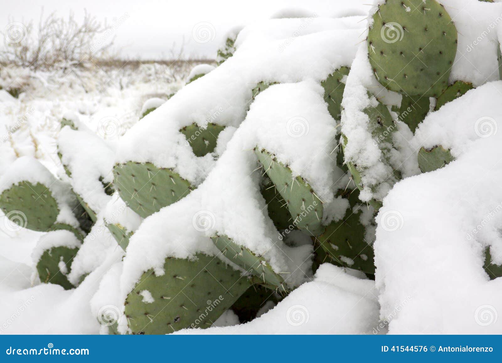Snow on a Cactus stock photo. Image of covered, sonoran - 41544576