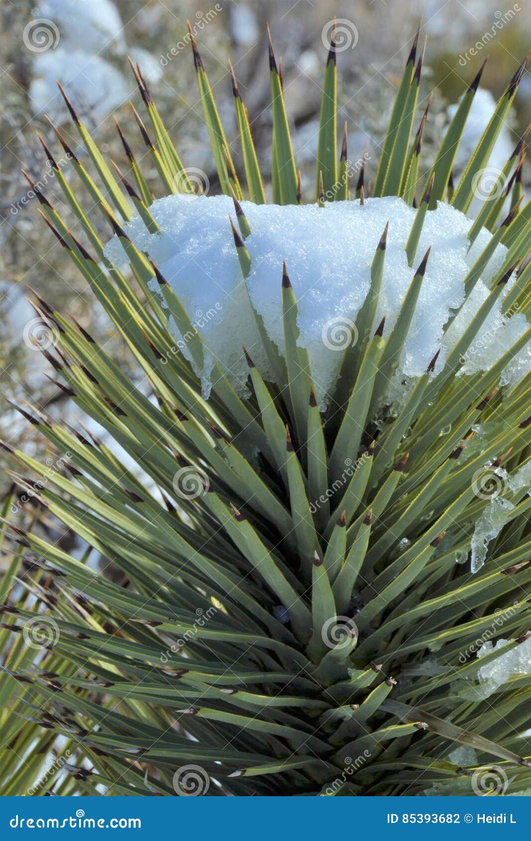 Snow Cactus stock photo. Image of outdoors, beautiful - 85393682