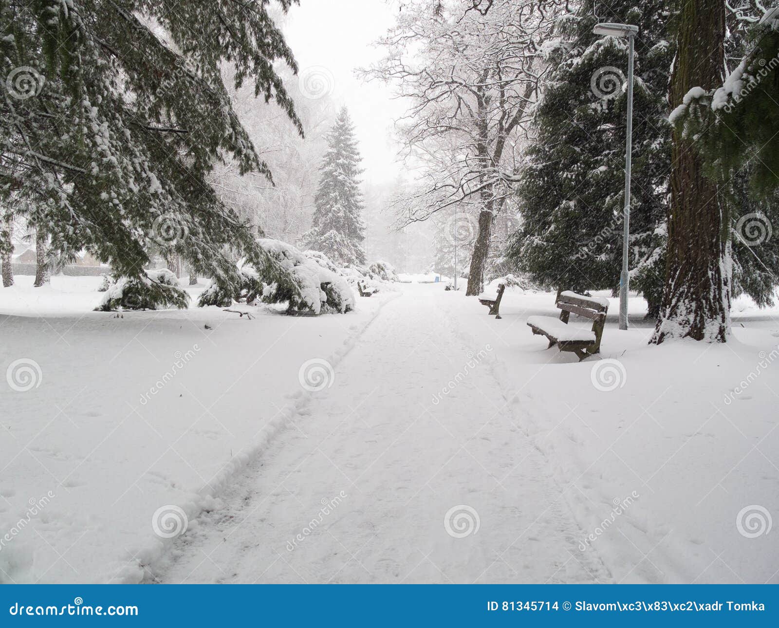 Snow calamity in park stock photo. Image of landscape - 81345714