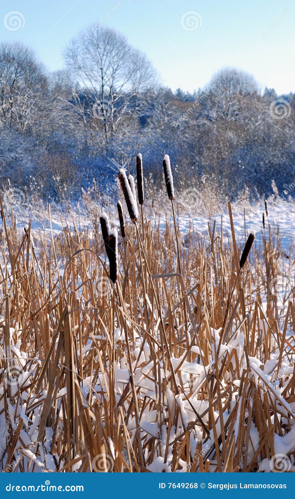 Snow on a cane stock photo. Image of branch, blue, chill - 7649268