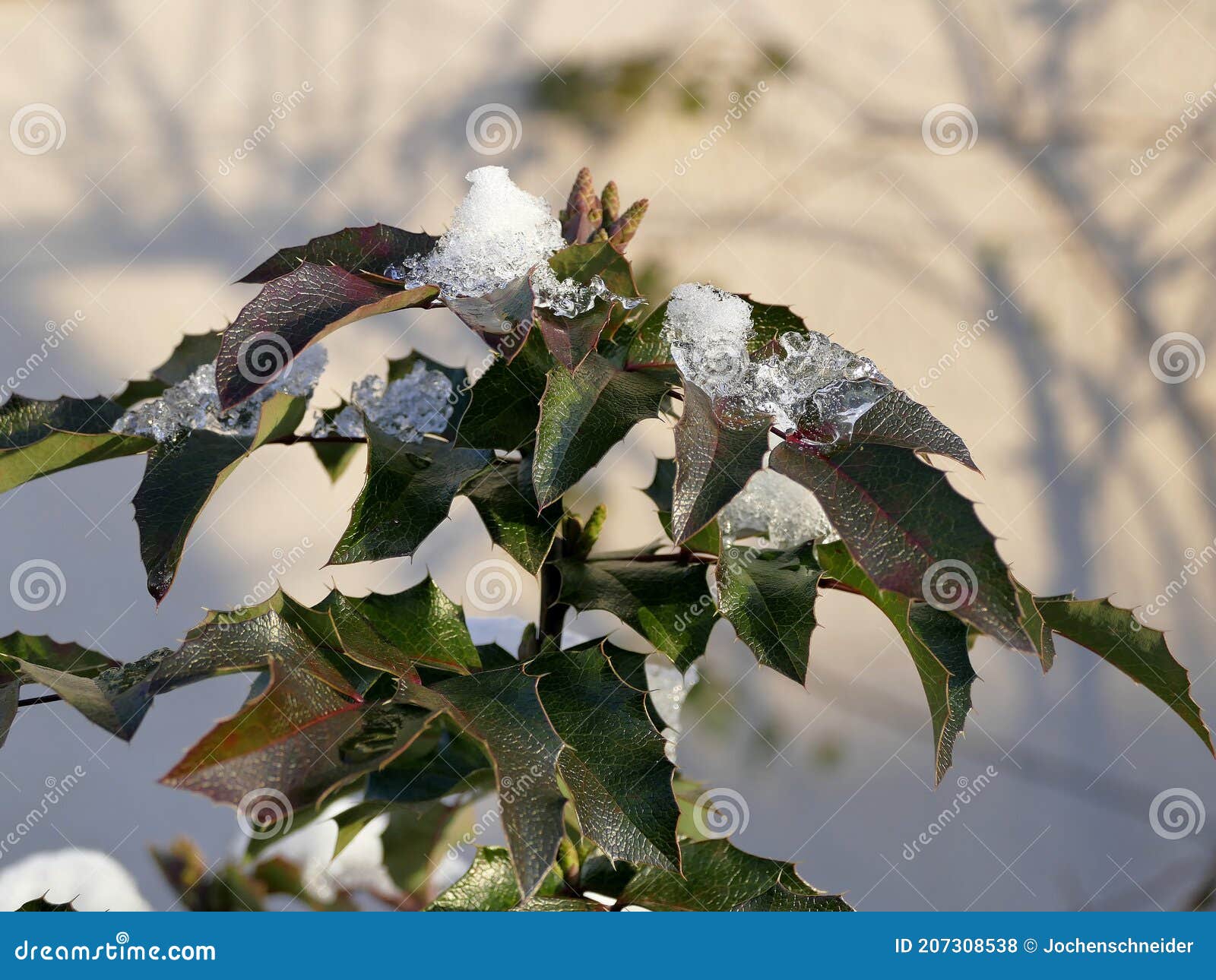 Snow cap on Ilex in winter stock photo. Image of germany - 207308538