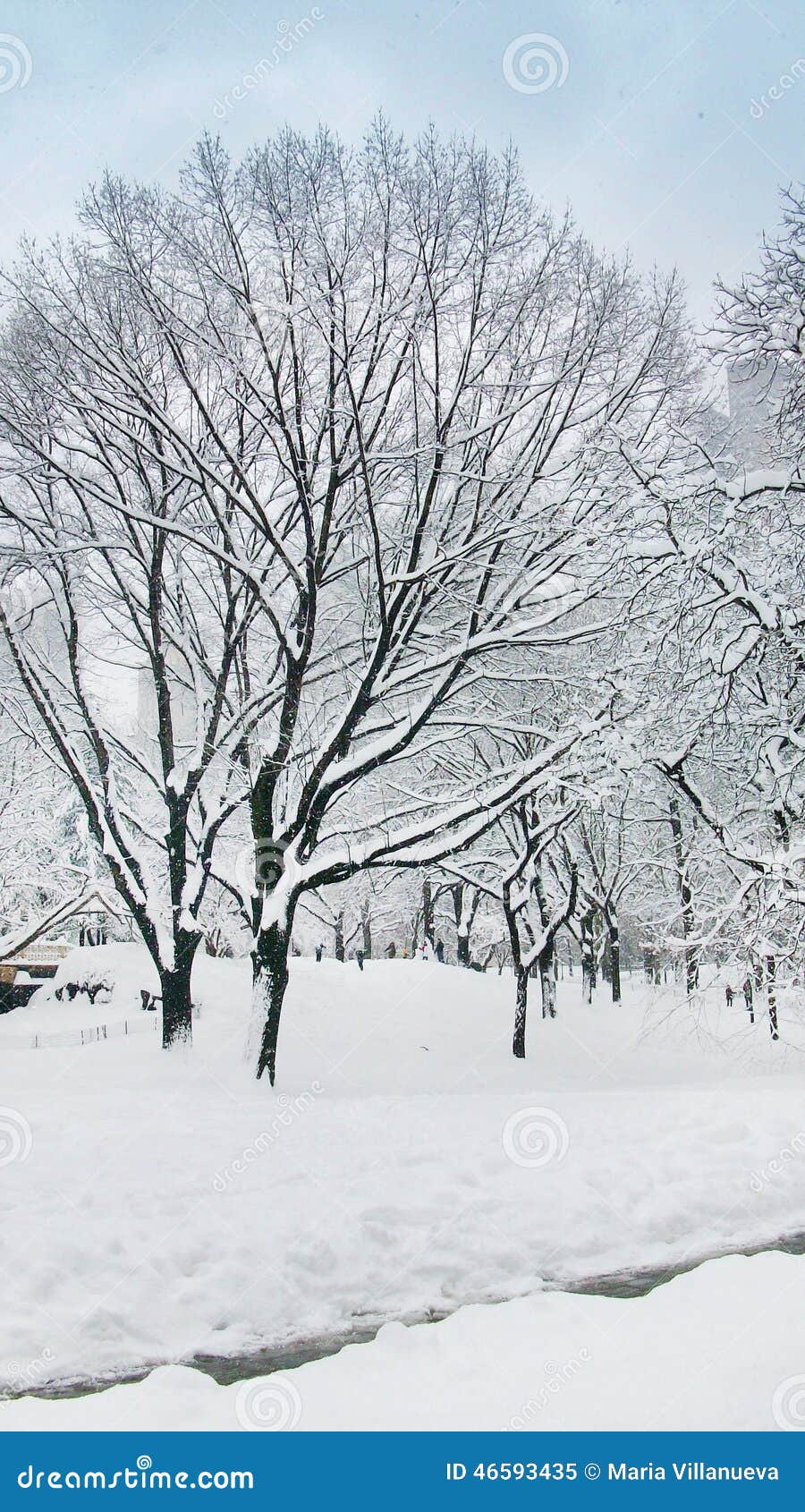 Snow Cap Trees in Central Park New York Stock Image - Image of trees ...