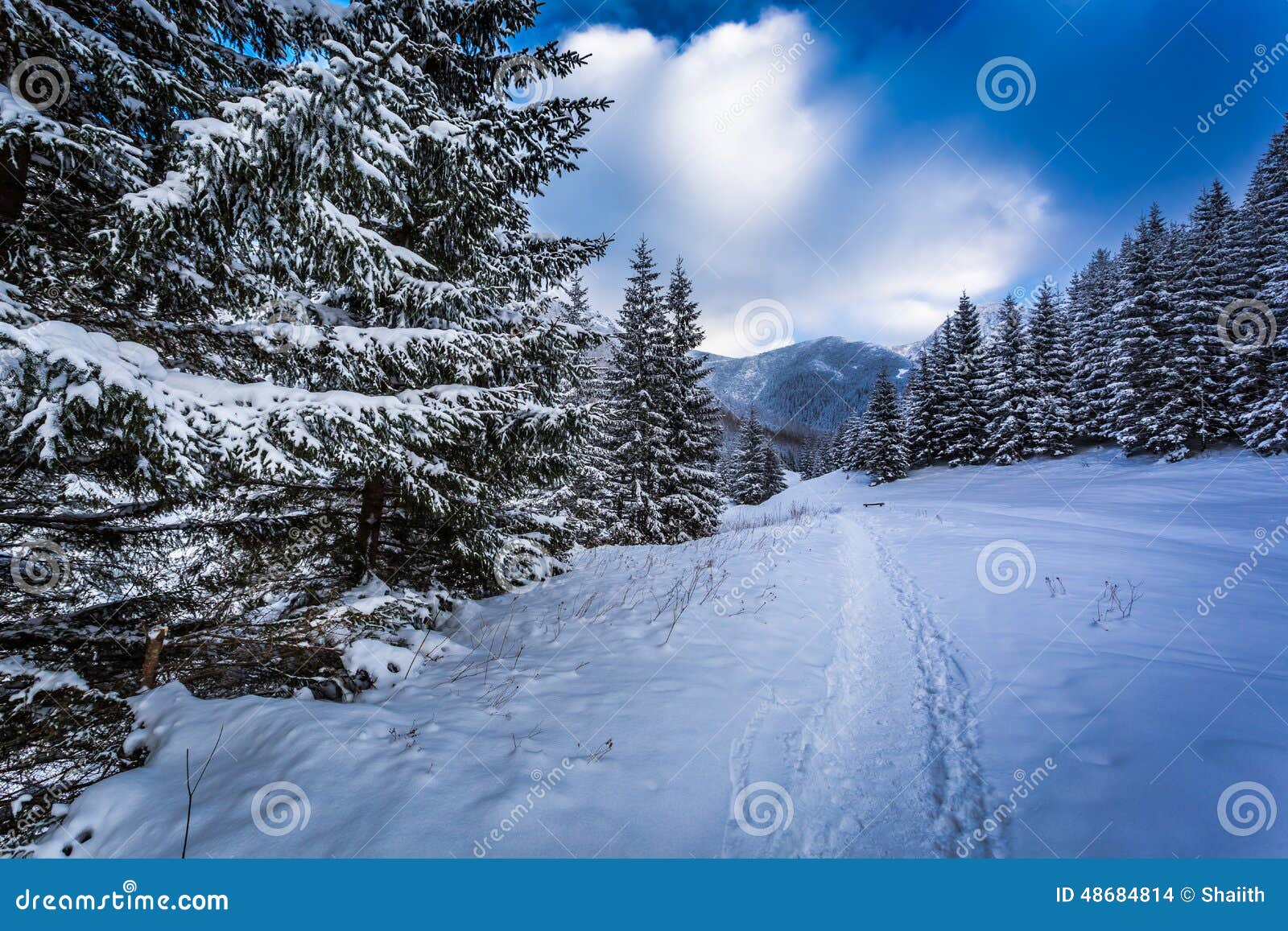 Snow Capped Forest Paths on a Mountain Trail Stock Photo - Image of ...