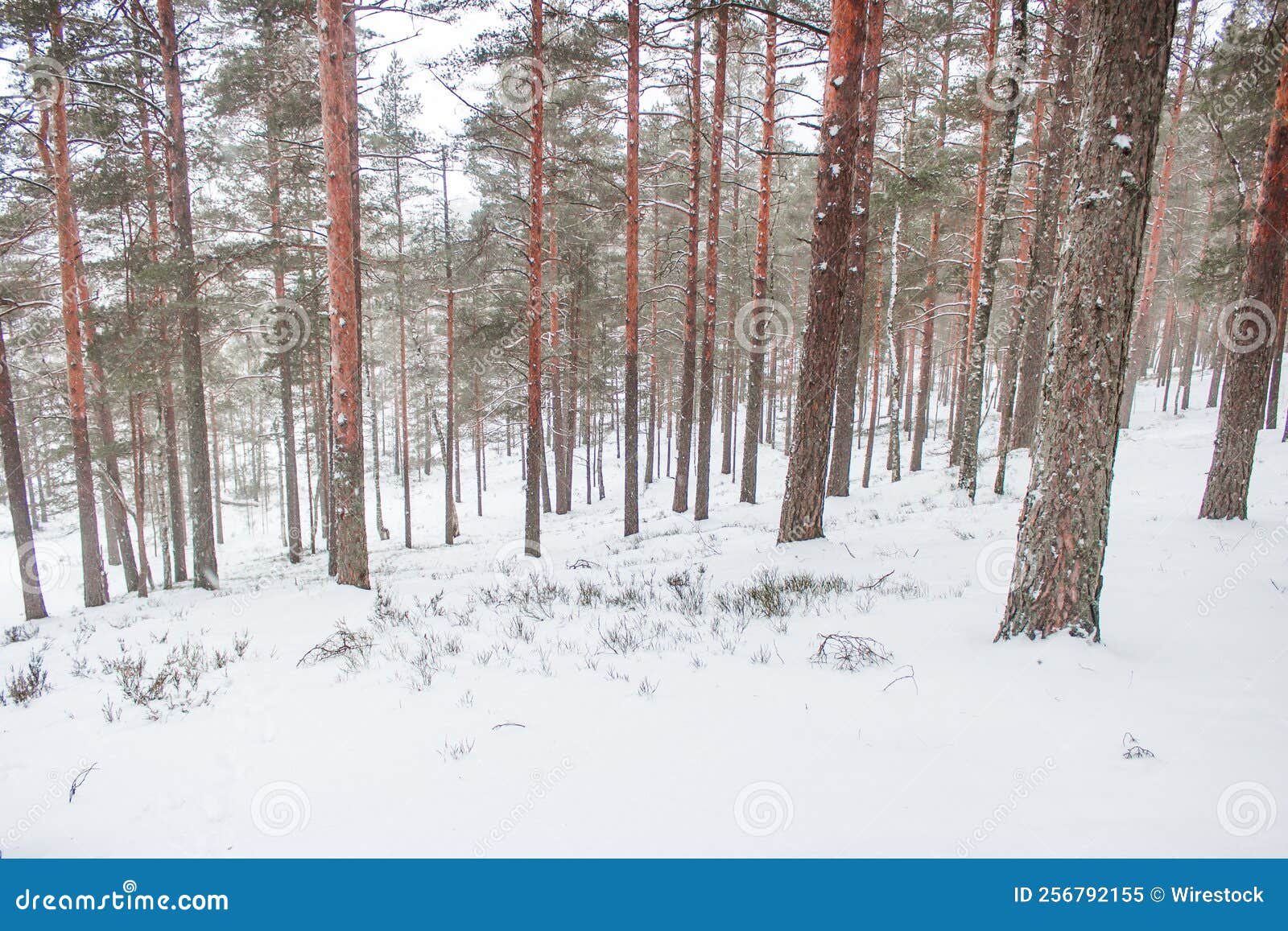 Snow-capped Forest with Tiny, Tall Trees Stock Image - Image of nature ...
