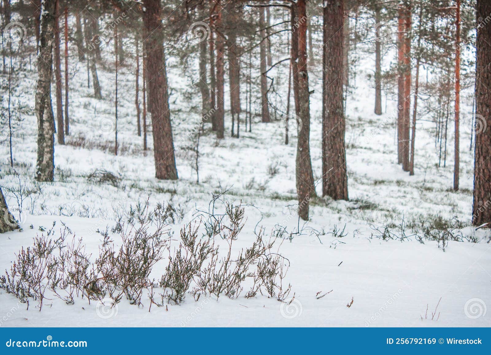Snow-capped Forest with Tiny, Tall Trees Stock Image - Image of ground ...