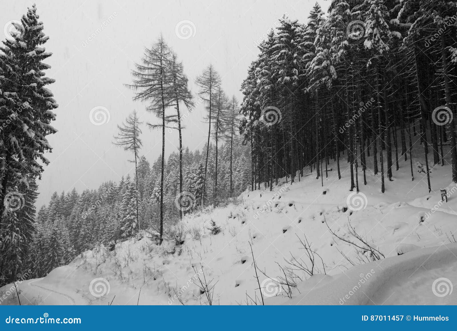 Snow capped forest stock image. Image of blackandwhite - 87011457