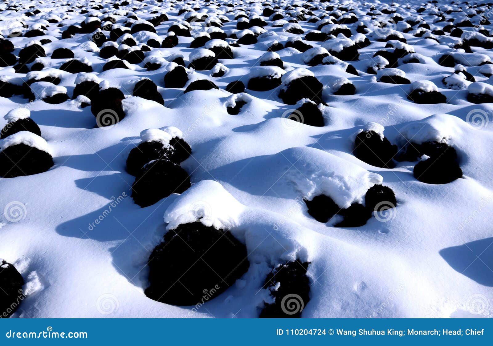 The snowy earth stock photo. Image of cloud, berry, cabbage - 110204724