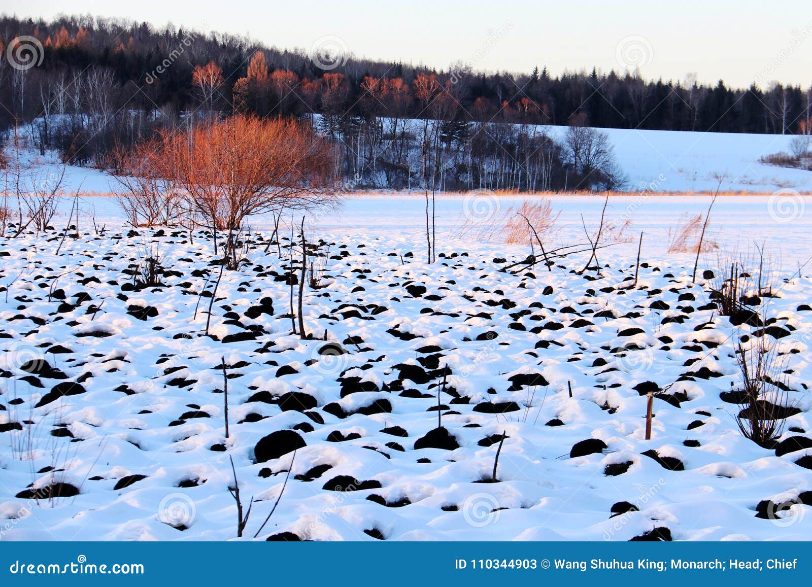 The snowy earth stock image. Image of familynn, feeding - 110344903