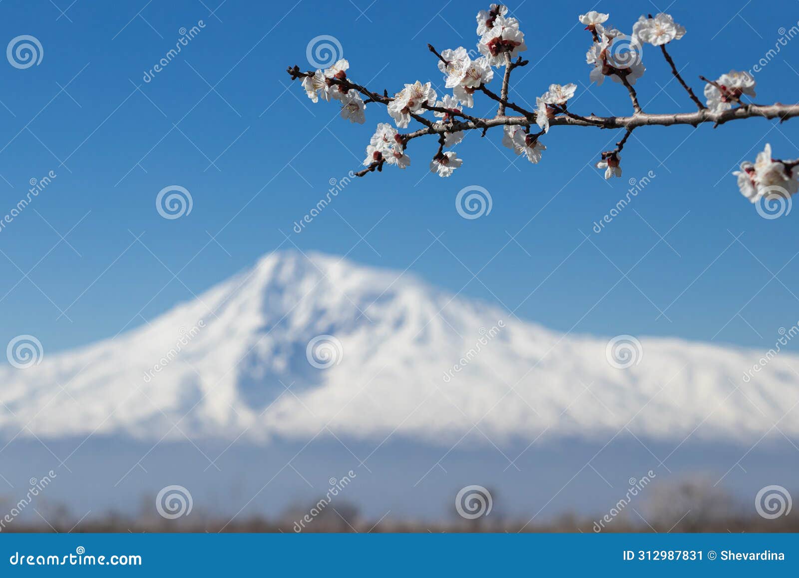 Snow-capped Mountain and Branch of a Blossoming Tree. Clear Blue Sky ...