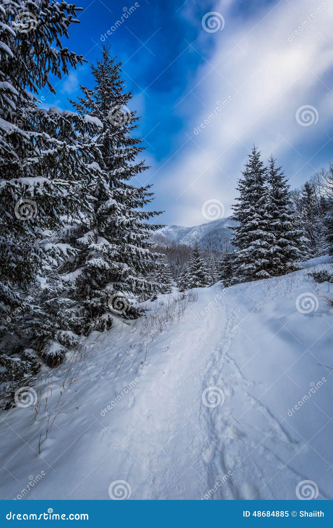 Snow Capped Mountain Path between the Trees Stock Image - Image of ...
