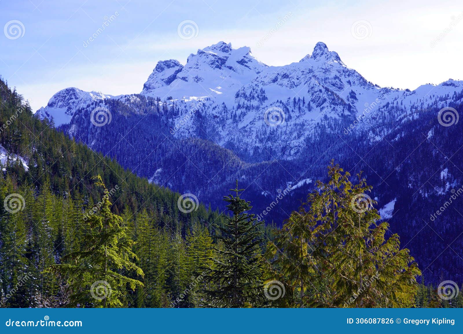 Snow-capped Mountain Peaks with Pine Forest in the Foreground Stock ...