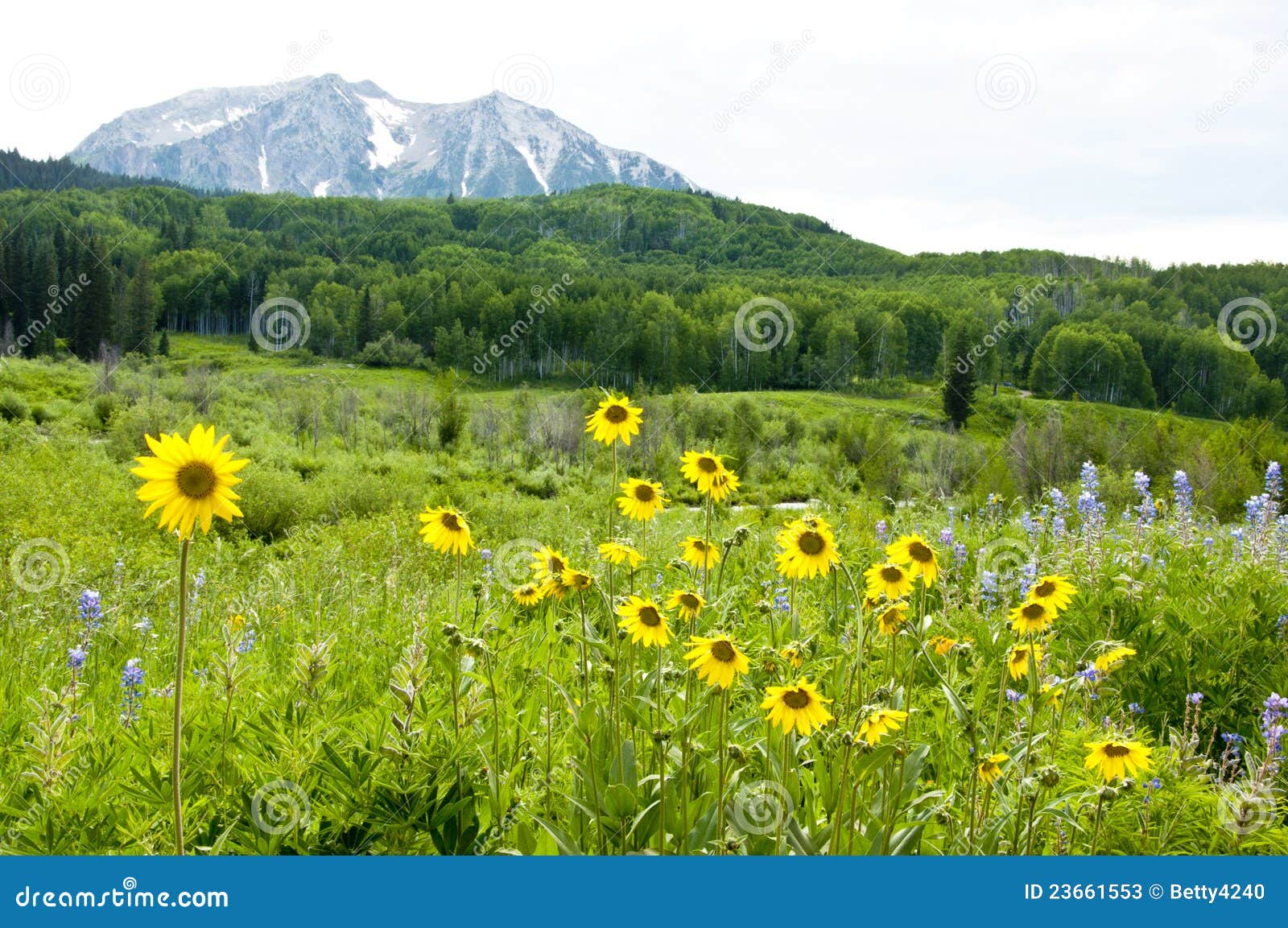 Snow Capped Mountains and Wildflowers Stock Image - Image of summer ...